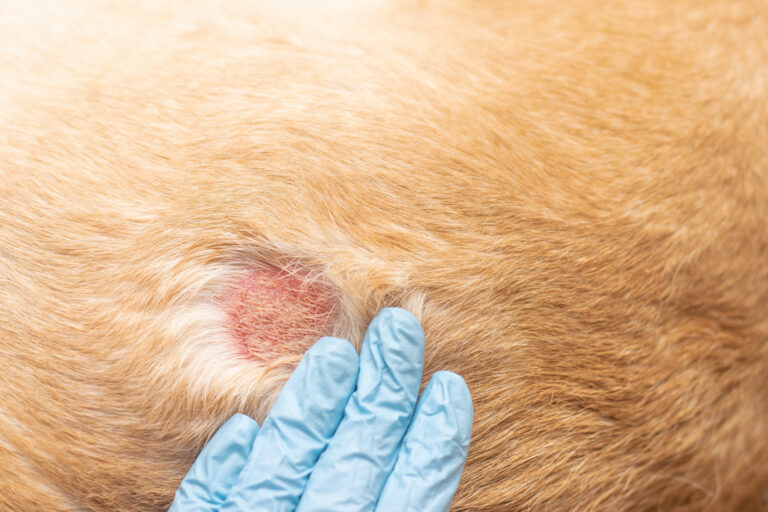 Wounds healing through laser therapy – DoctorVet