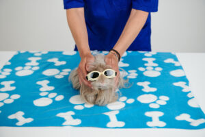 Pododermatitis in rabbits – DoctorVet