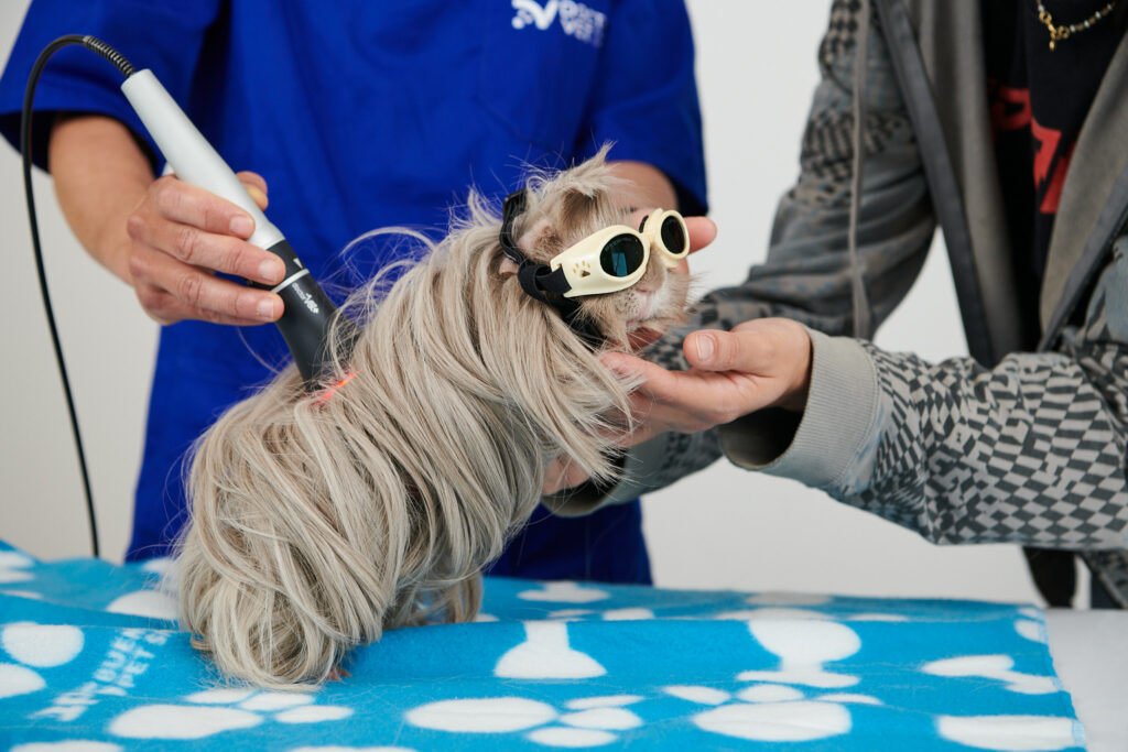 Orthopaedics and traumatology – DoctorVet