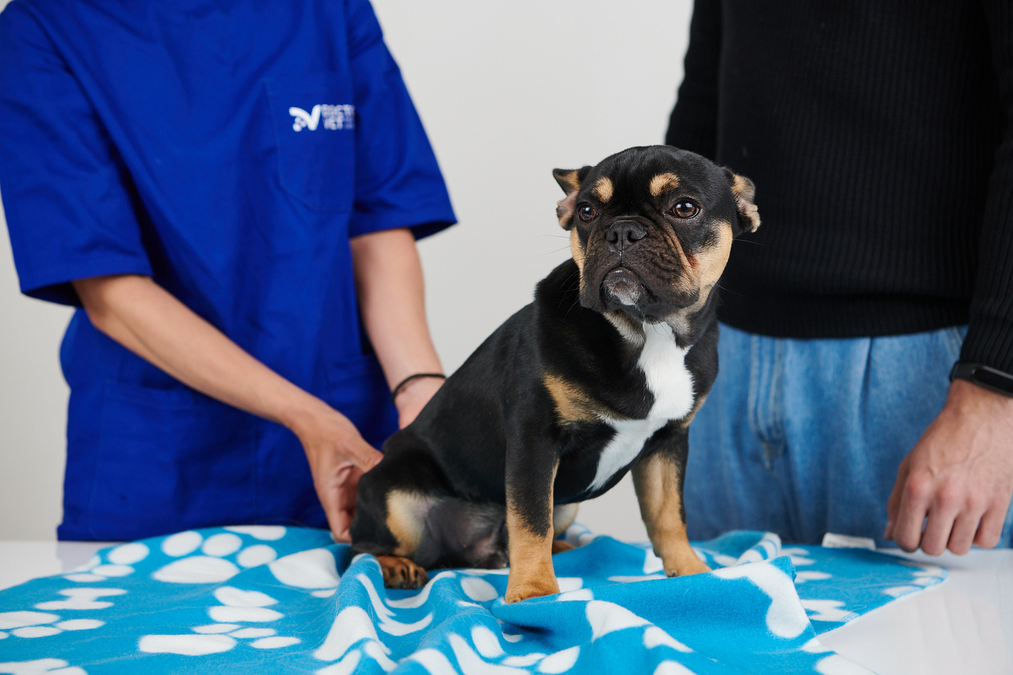 Tratamiento de la otitis en perro – DoctorVet