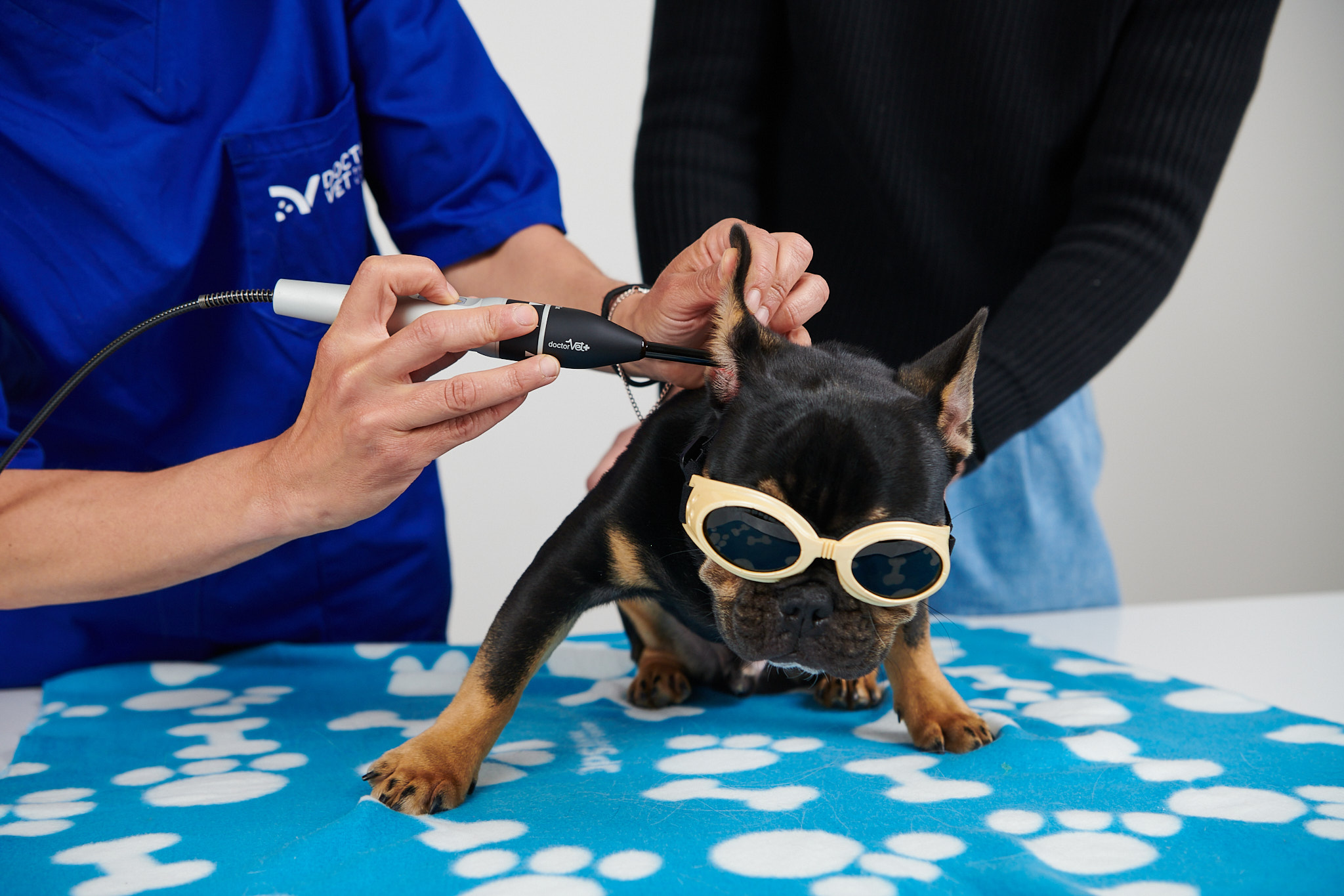Treatment of otitis in dogs – DoctorVet