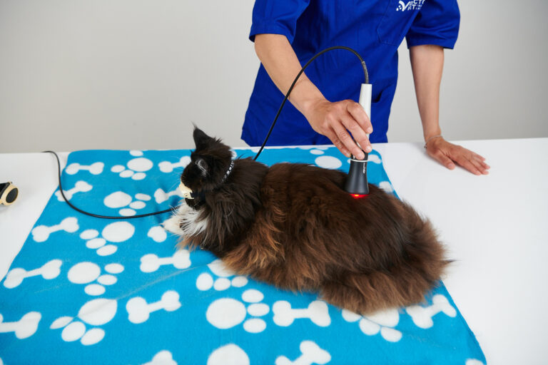 Feline atopic dermatitis – DoctorVet