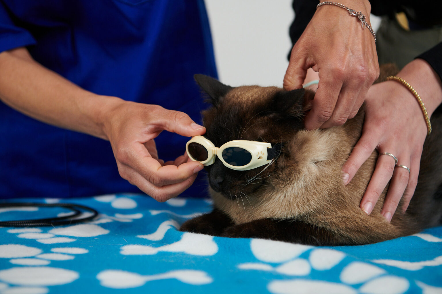 Treatment of feline otitis media – DoctorVet