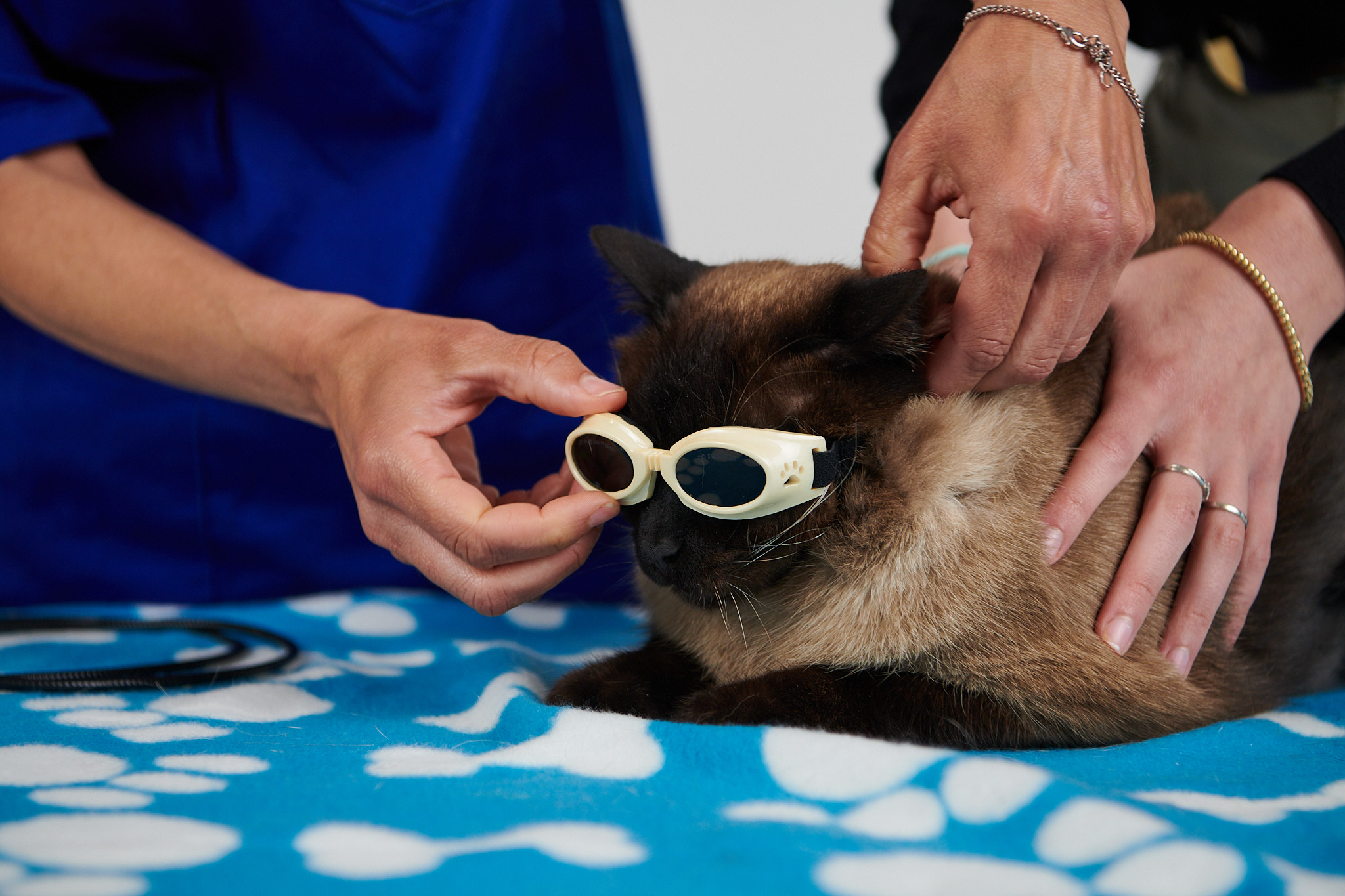 Treatment of feline otitis media – DoctorVet