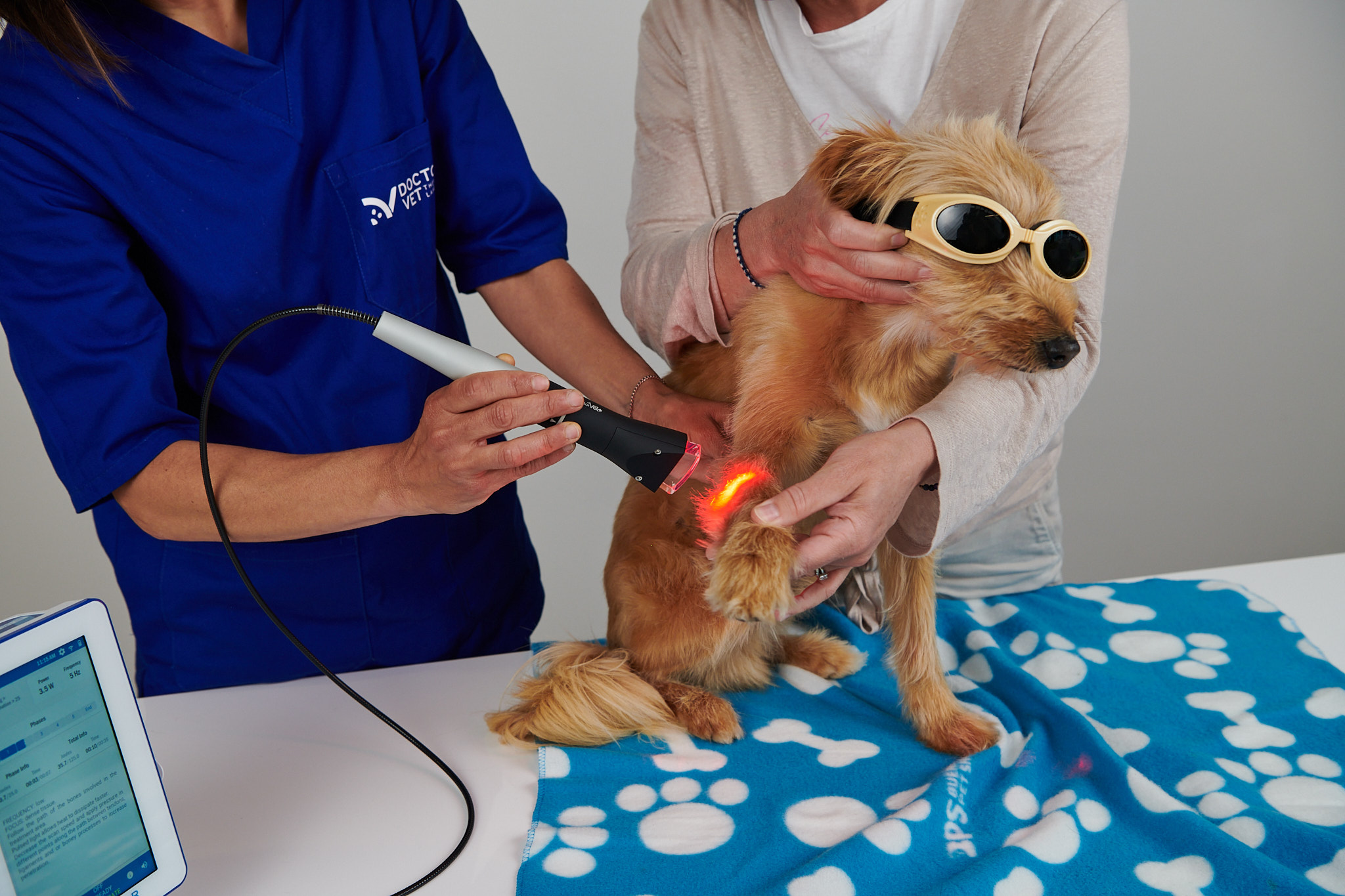 Dermatite atopique chez le chien – DoctorVet