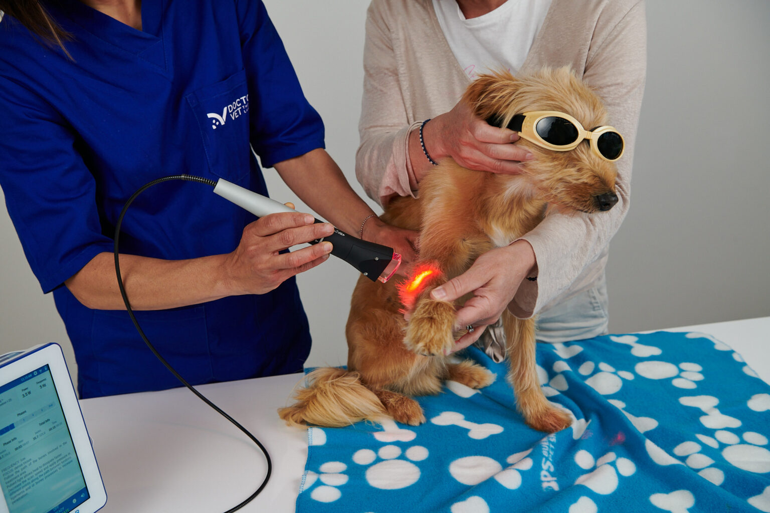 Dermatitis atópica del perro – DoctorVet