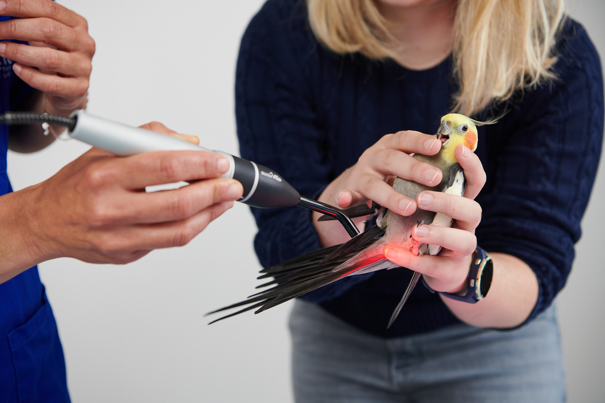 Pododermatitis in birds – DoctorVet