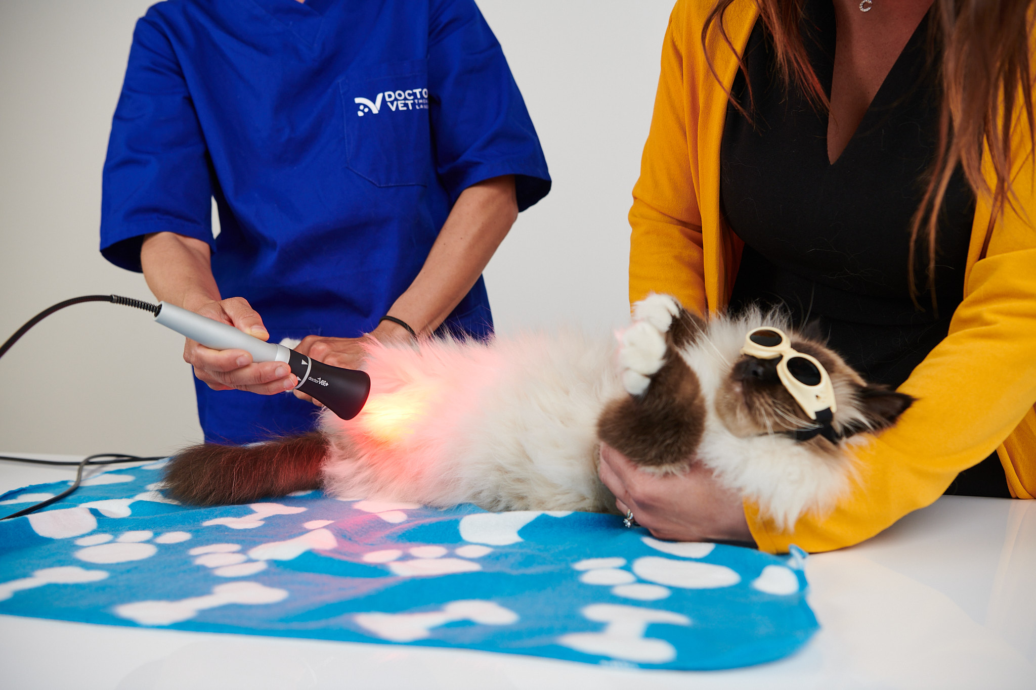 Enfermedad inflamatoria intestinal en el gato – DoctorVet