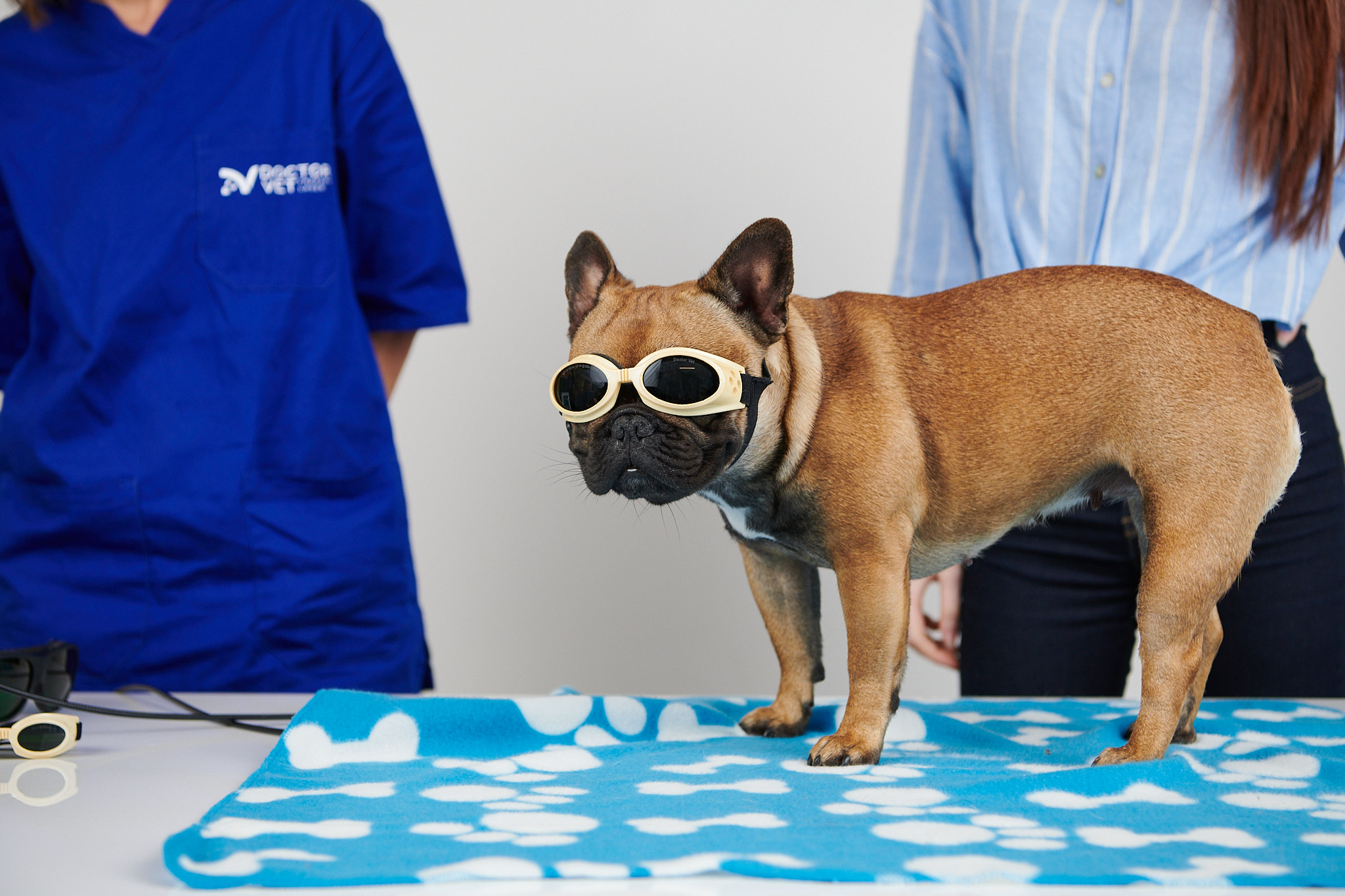 Chronic enteropathy in dogs – DoctorVet