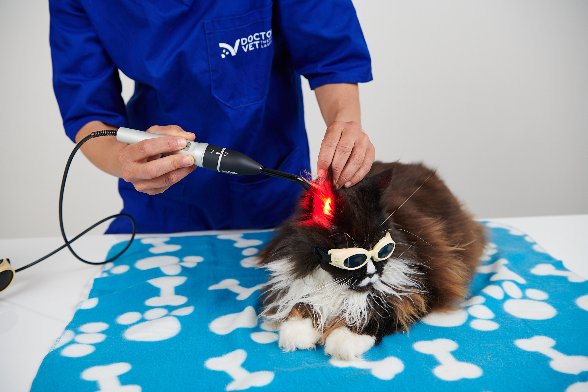 Treatment of feline otitis media – DoctorVet